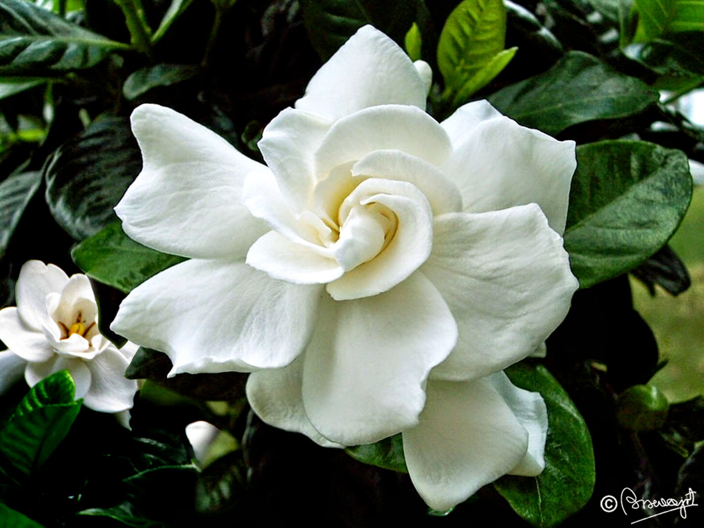 Graphics and Folk Assam: Flora & Plants