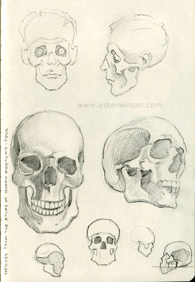 sketchbook anatomy study drawings of the skull