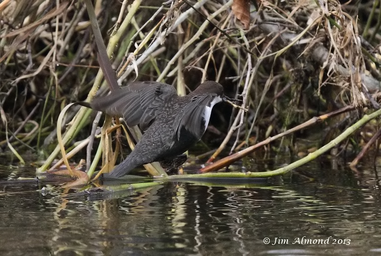 Shropshire Birder: Thetford - Black-bellied Dipper