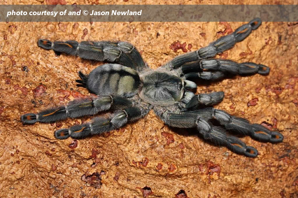 Kiss My Big Hairy Spider: #21B - FULL DISCLOSURE - MY ONLY "HYBRIDIZATION"