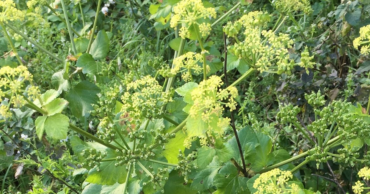 JARDINS DE SANTÉ: MACERON