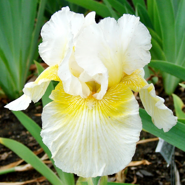 ...a quiet life...: garden chronicles, the bearded iris 2018~