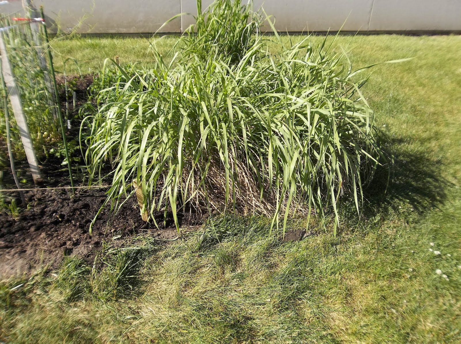 The Perennial Agriculturalist: eastern gamagrass