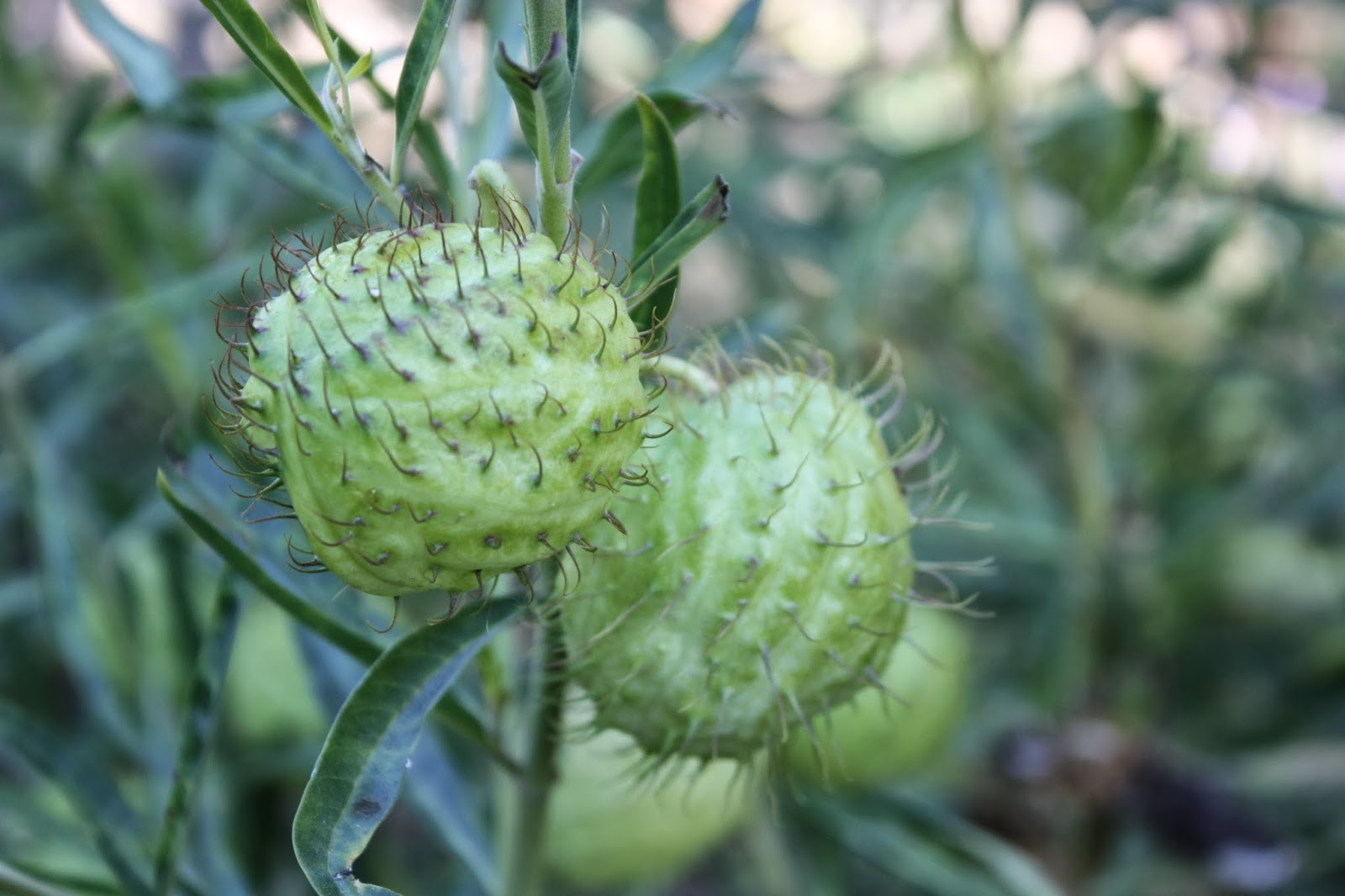 Francis Julian Montgomery Photography: Monarch Butterfly atop Swan ...