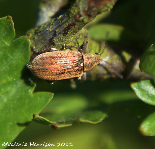 Keepers Cottage Wildlife Garden Diary: Garden Birds Bugs & Beasties ...