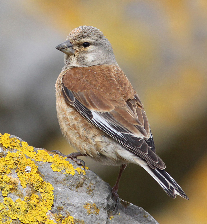 Another Bird Blog: Linnet Result