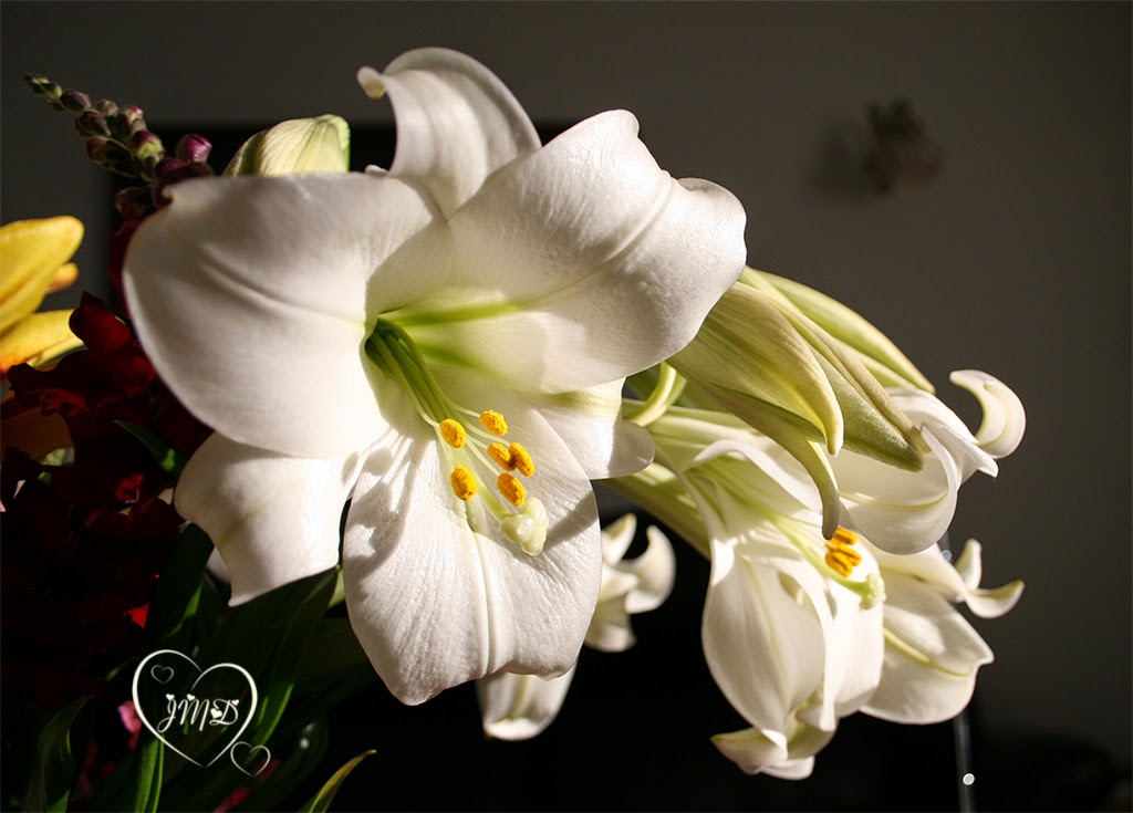 thoughts & happenings: The Christmas Lily