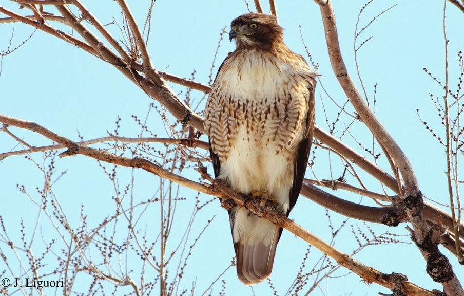 Raptor Identification and Photography: Ageing Adult Red-tails by Tail ...
