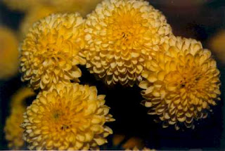 ARTE Y JARDINERÍA : Crisantemos