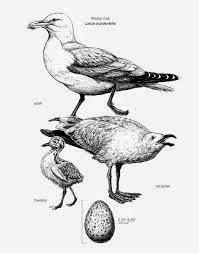 Feather Finds: Marine Bird Lifecycle