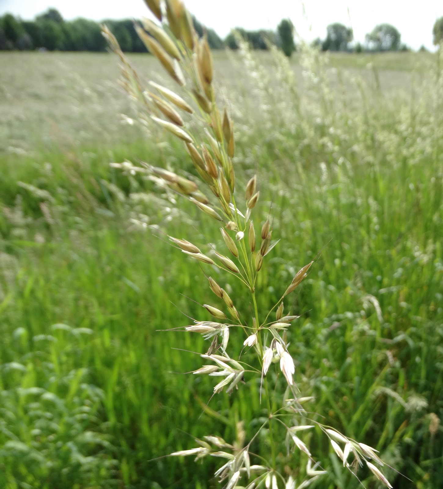 oog voor de natuur: Gewone glanshaver ( Arrhenatherum elatius subsp ...