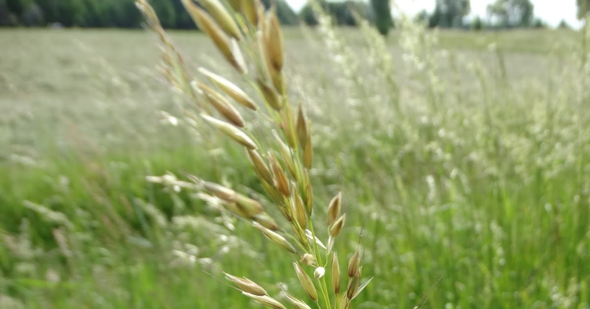 oog voor de natuur: Gewone glanshaver ( Arrhenatherum elatius subsp ...