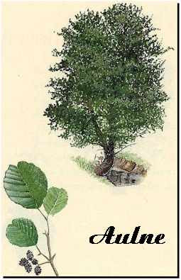 French Vocabulary Illustrated: aulne