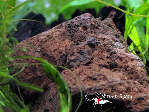 Beginners guide to keeping cherry shrimp.