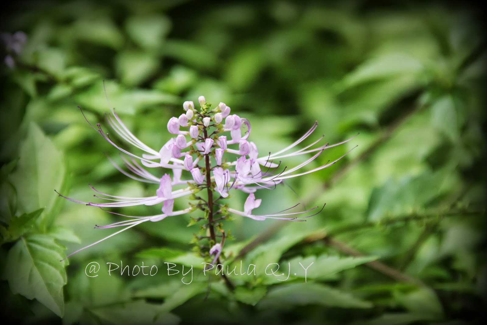 Singapore Plants Lover: Java Tea Cat's Whisker
