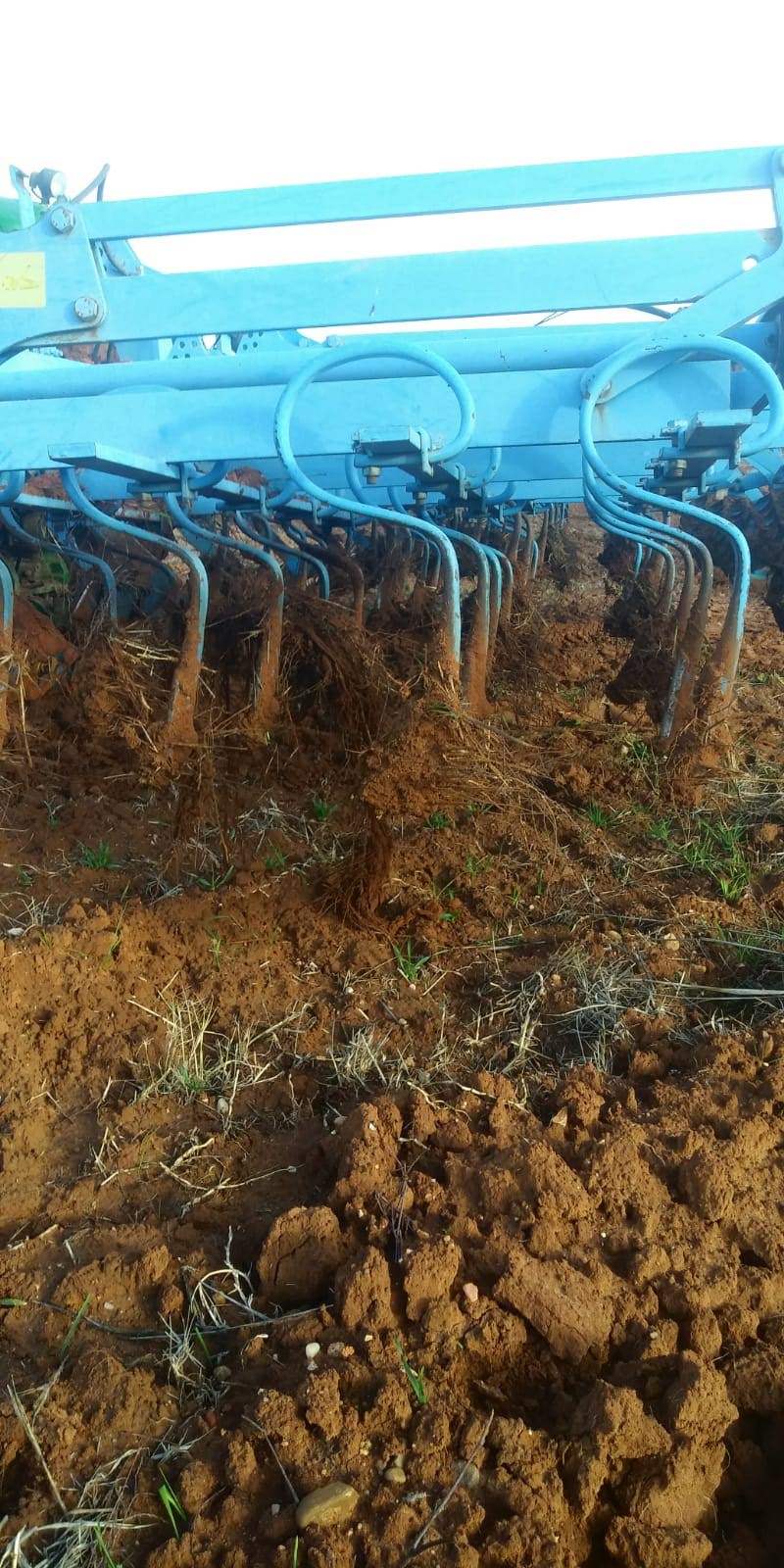 Seedbed: removing old seeds before sowing