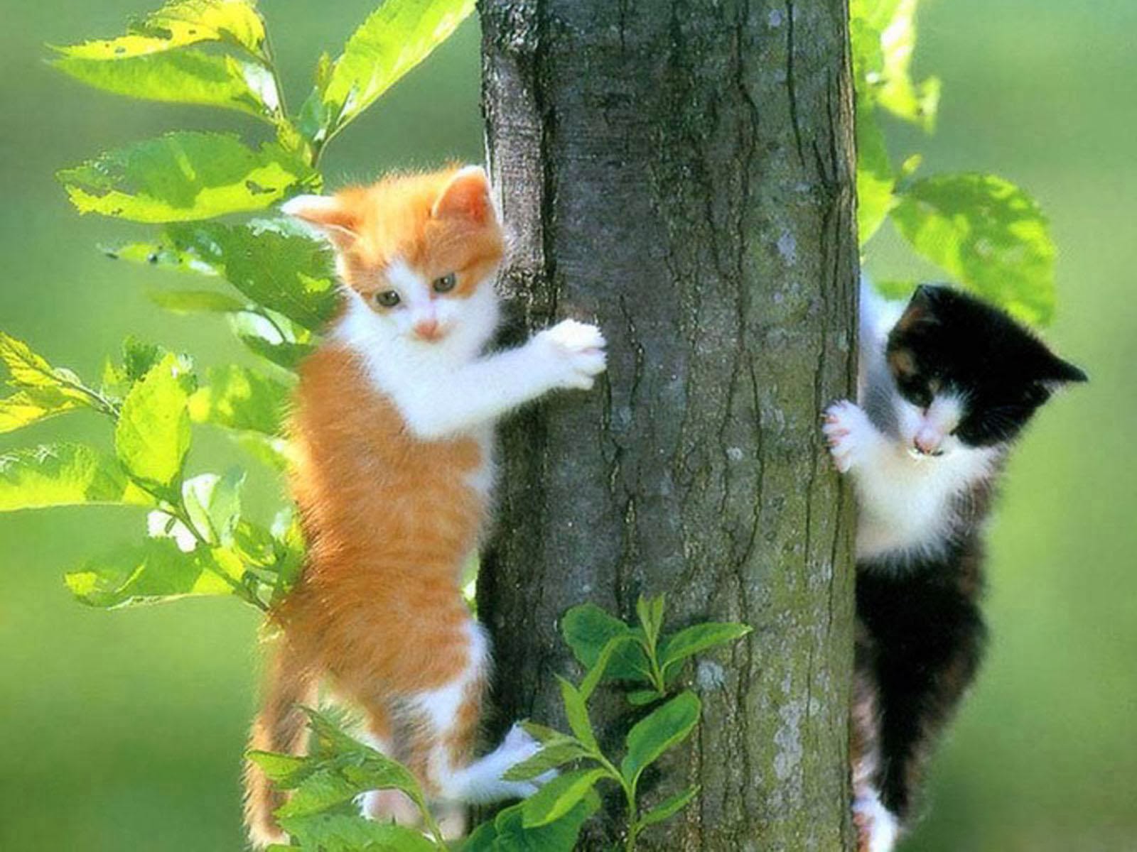 DREAM ZONE: Sweet Cats Wallpapers