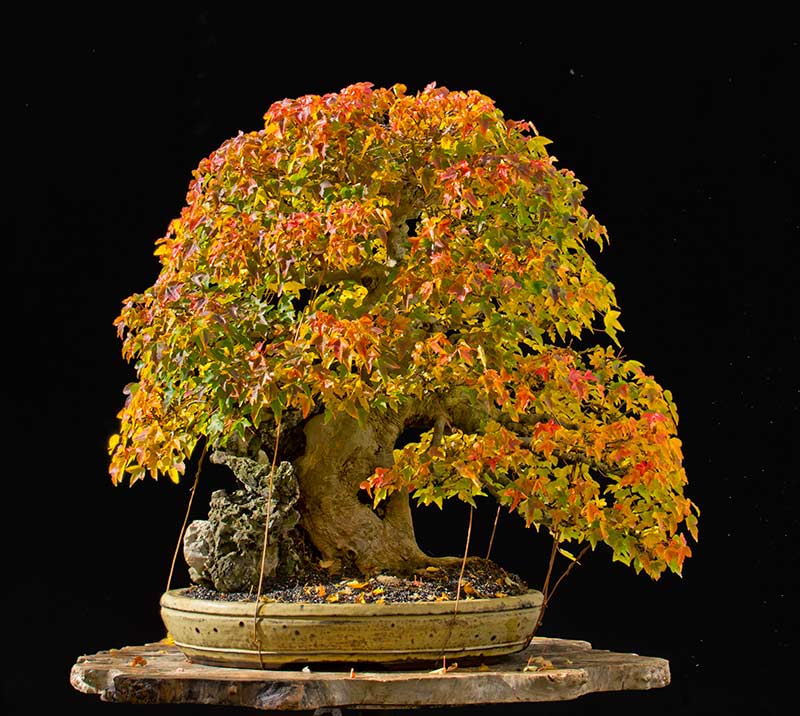 Walter Pall Bonsai Adventures: Trident Maple #10