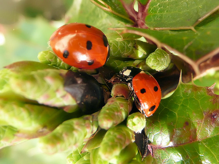 ...COQUELICOTS, COQUILLAGES...et BELLES PAGES !: Les coccinelles posent ...