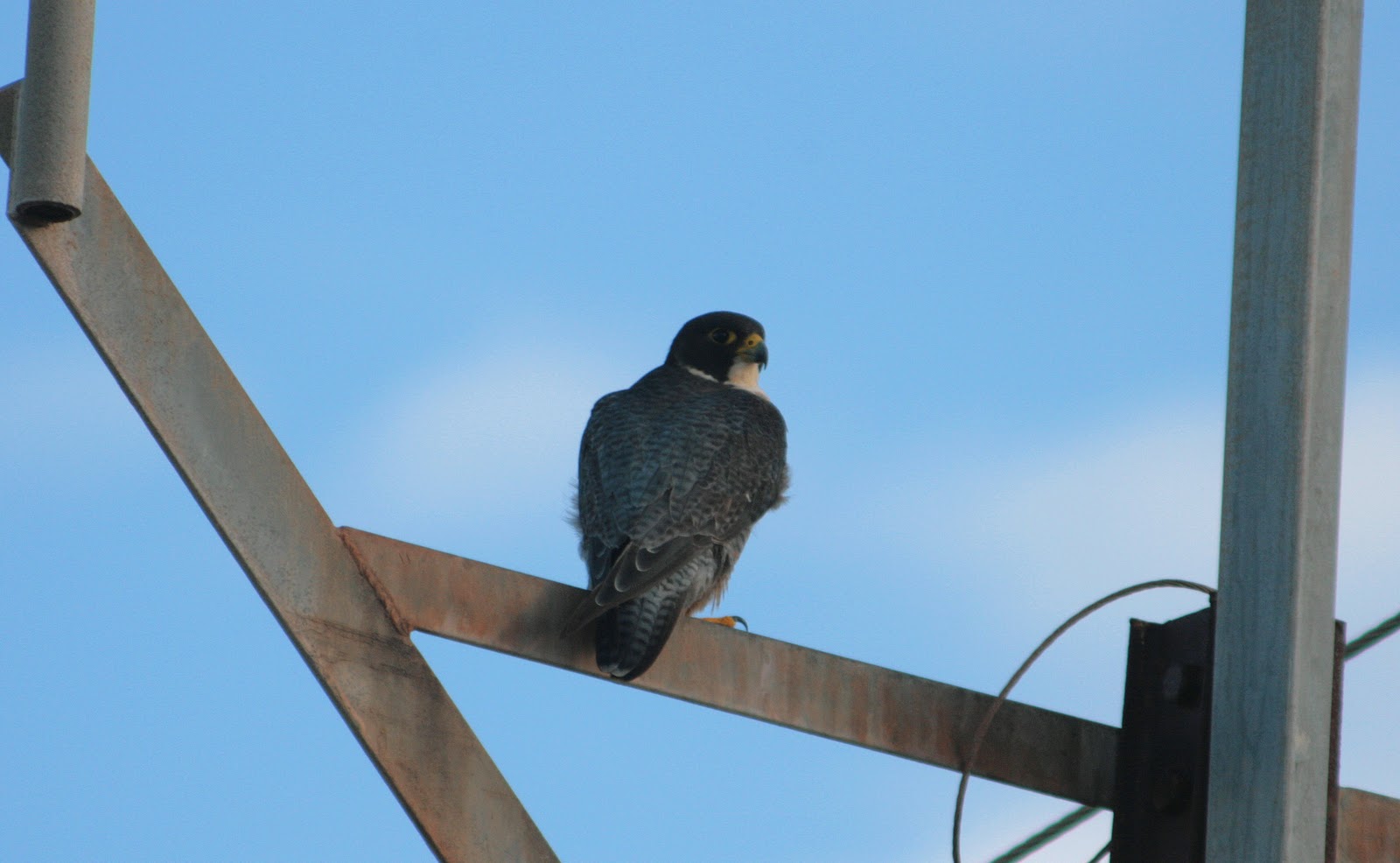 All Australian Falcons - minus 1
