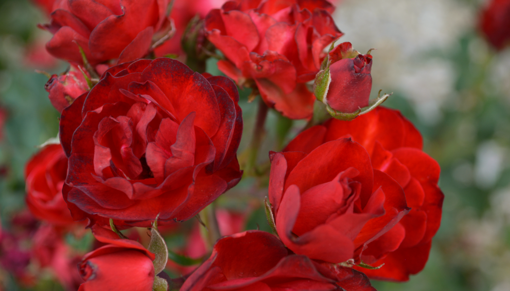 The Closet Historian: Red Roses and Golden Acorns