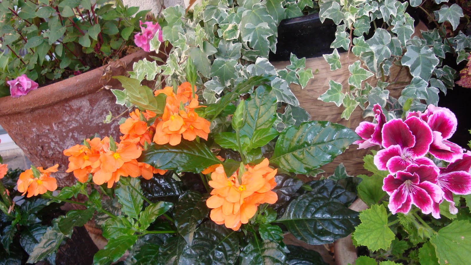 Entertaining From an Ethnic Indian Kitchen: Coleus