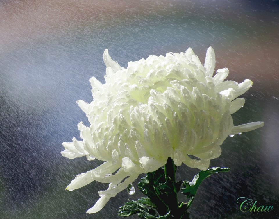 Little Voice In English: Shan State