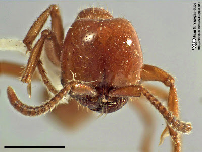 ARTHROPODA MEXICANA: Labidus coecus (Latreille)