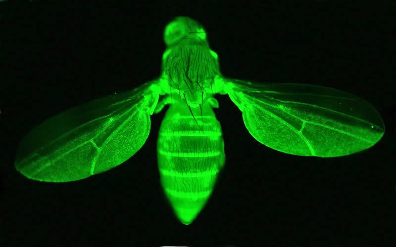 Blog de Carlos: BIOLUMINISCENCIA