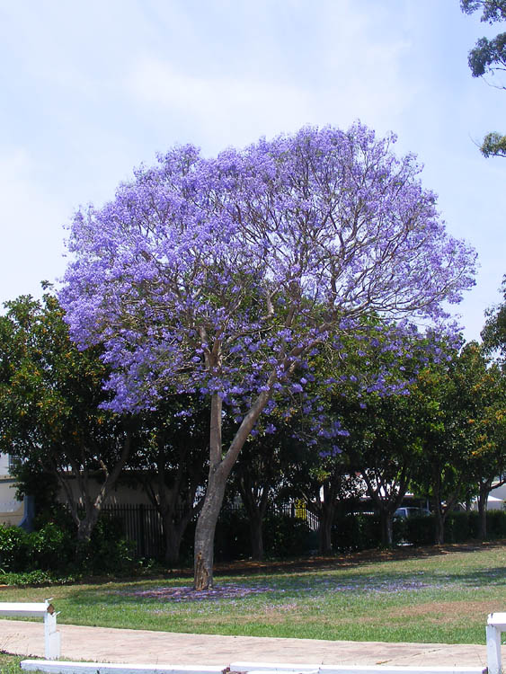 Days on the Claise: Jacaranda Time