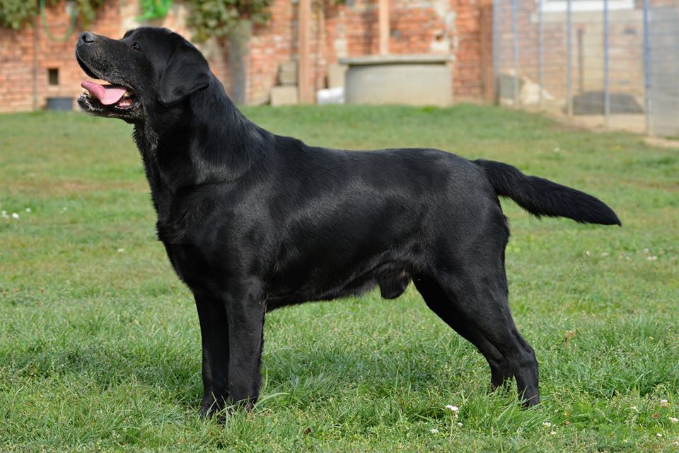 Allevamento Labrador Retriever in Sicilia, Cuccioli Labrador Retriever ...