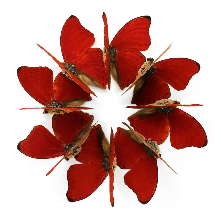 Planeta Cereza: Pheromone. Christopher Marley