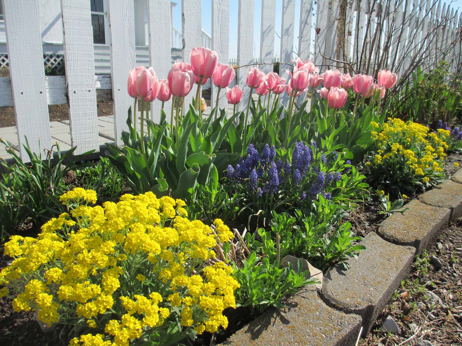 Garden Fancy: Spring is here, and it's Tulip Time!