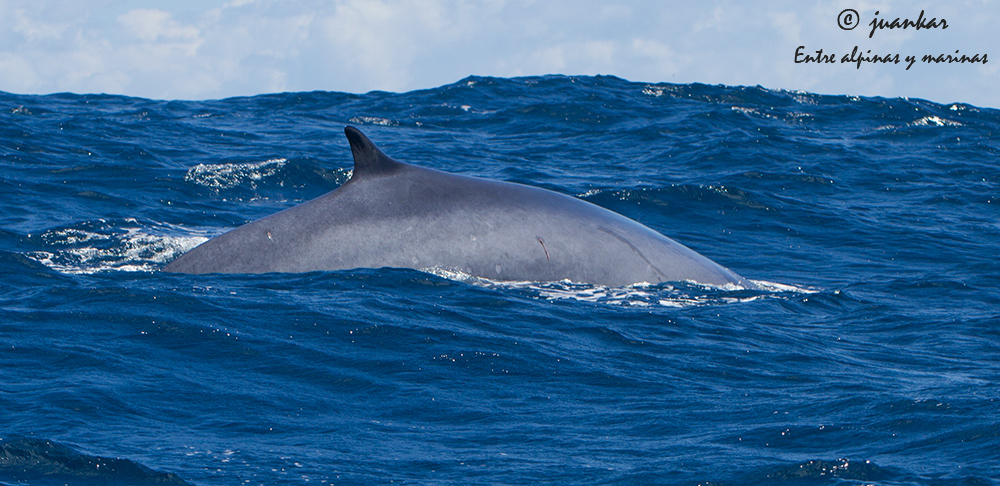 Entre alpinas y marinas.: Ballenas en Las Azores. Rorcual común, Fin Whale