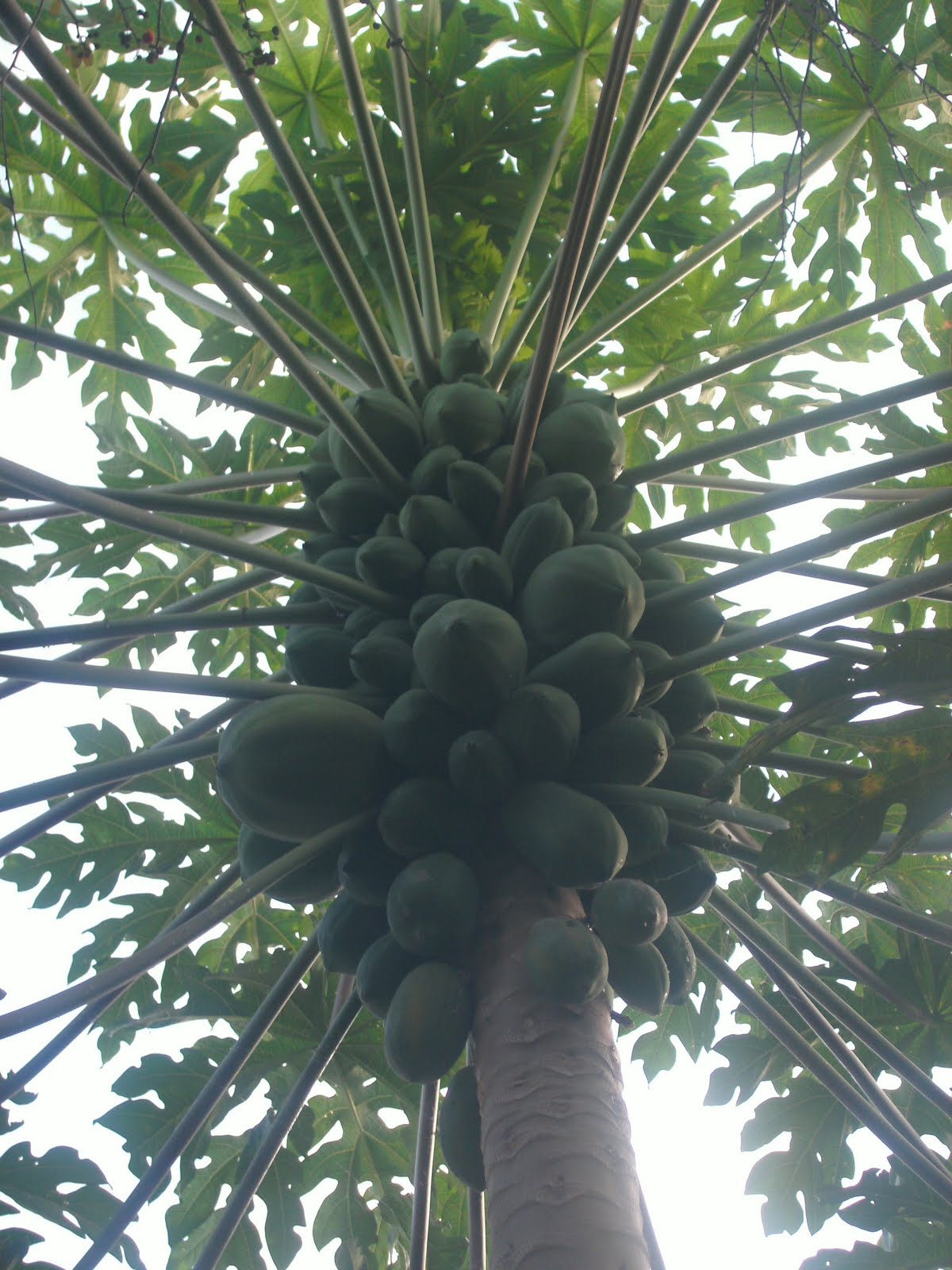 COTIDIANAS VIVENCIAS DE NITA: MI PLANTA DE MAMON