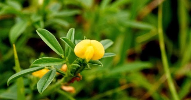 Flora de Puerto Rico Ilustrada Papo Vives: PLANTAS DR MARI MUTT ...