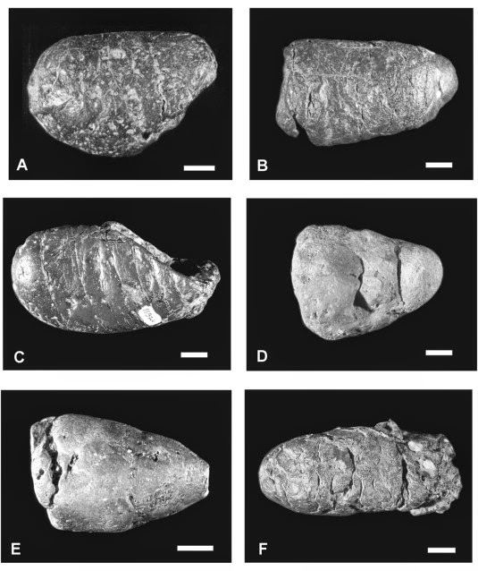 Paleontología y Evolución en la UCM: Coprolitos. Dime que cagas y te ...