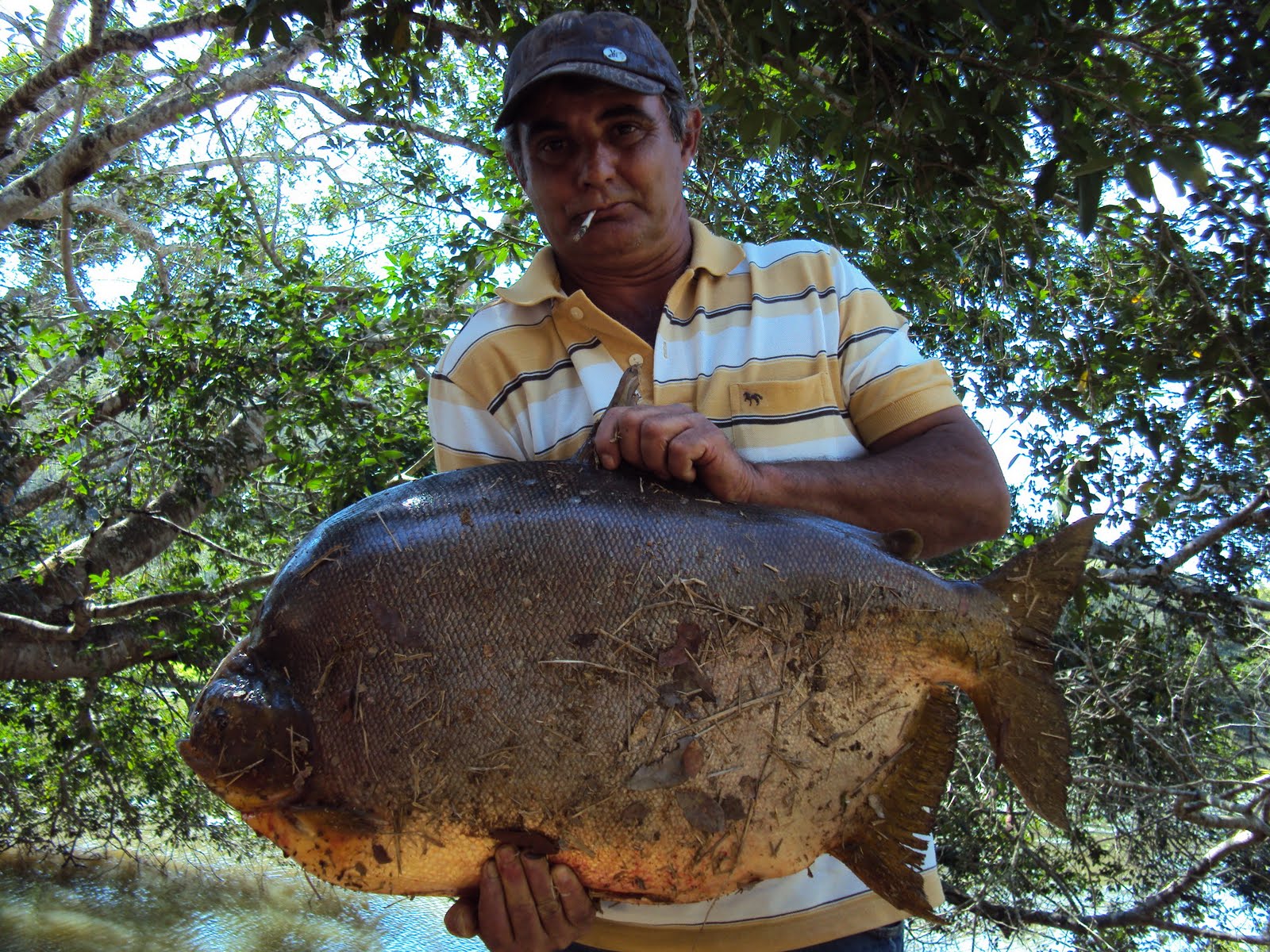 Horto Florestal de Leopoldina: TAMBACU DE 22Kg