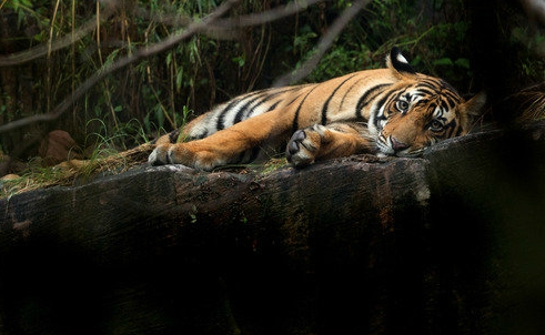 Indian Tiger Diaries: Sultan (T 72) - The Wandering Prince