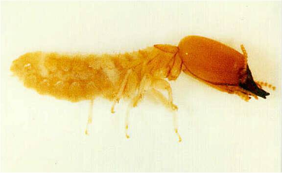 TERMITE / RAYAP ~ BlueSolution