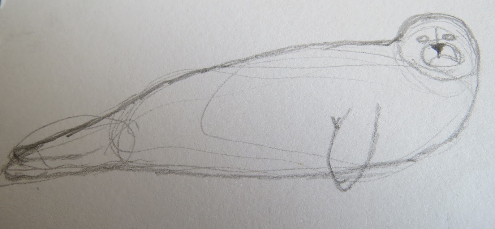 The Autistic Naturalist: How To Draw: Seals