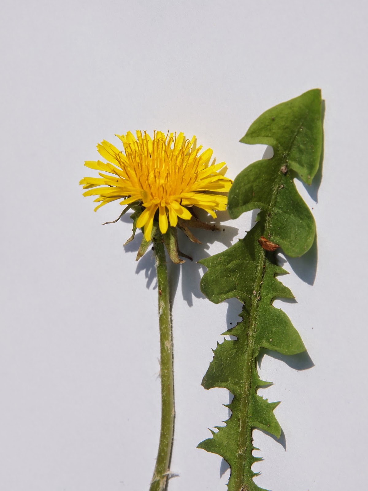 Keruutuotetarkastaja: Voikukka - jokapihan supersalaatti