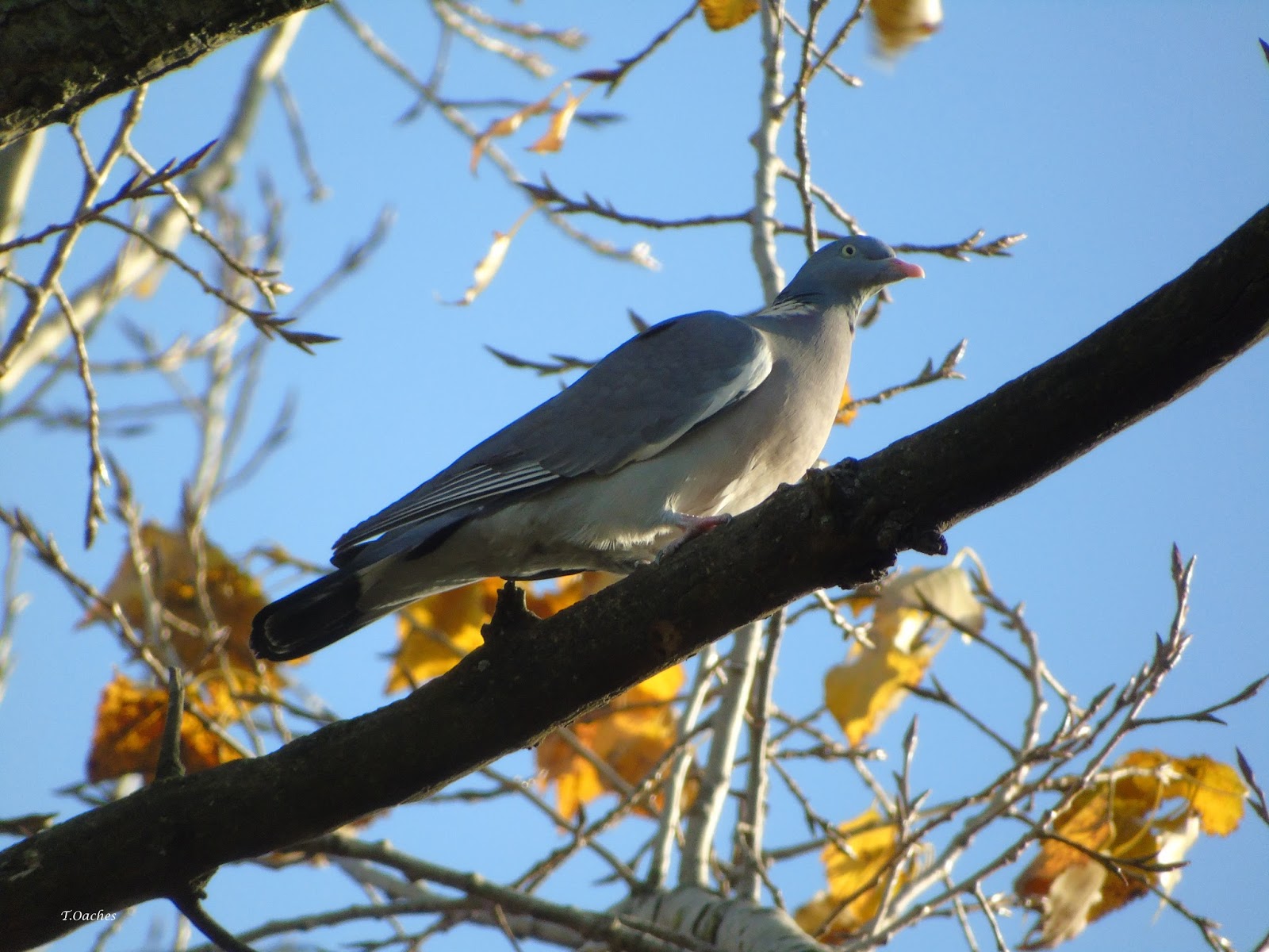 PASARI DIN ROMANIA: PORUMBEL SALBATIC GULERAT, Columba palumbus