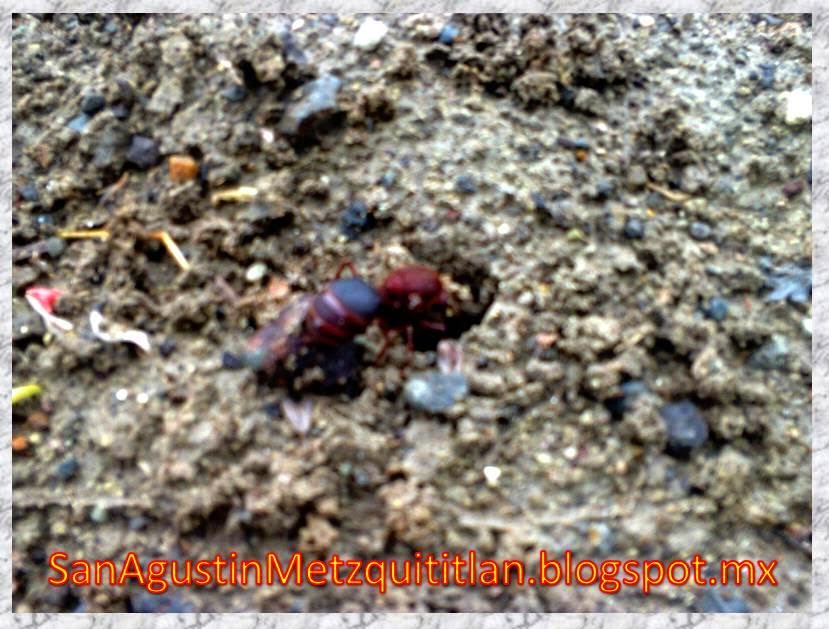 San Agustin Metzquititlán: Las choñas