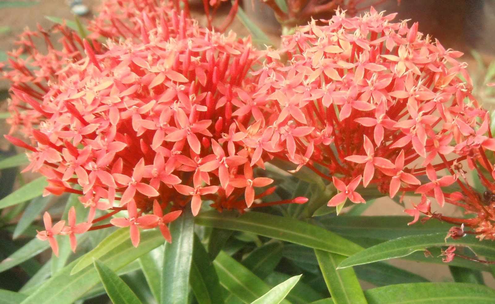 Joys Flower Book: Thechi Poove, Lxora Coccinea,Beautiful Flowers ...