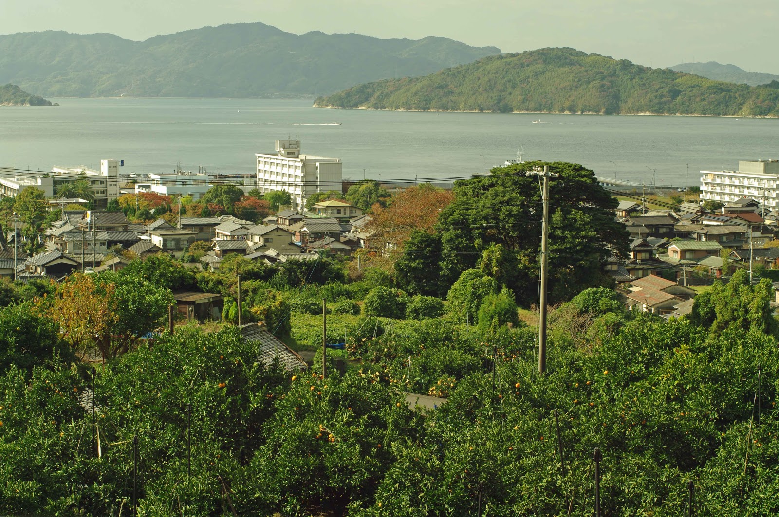 Surf Mama... Ordered to Inland Japan?: Mikan (Orange) Season
