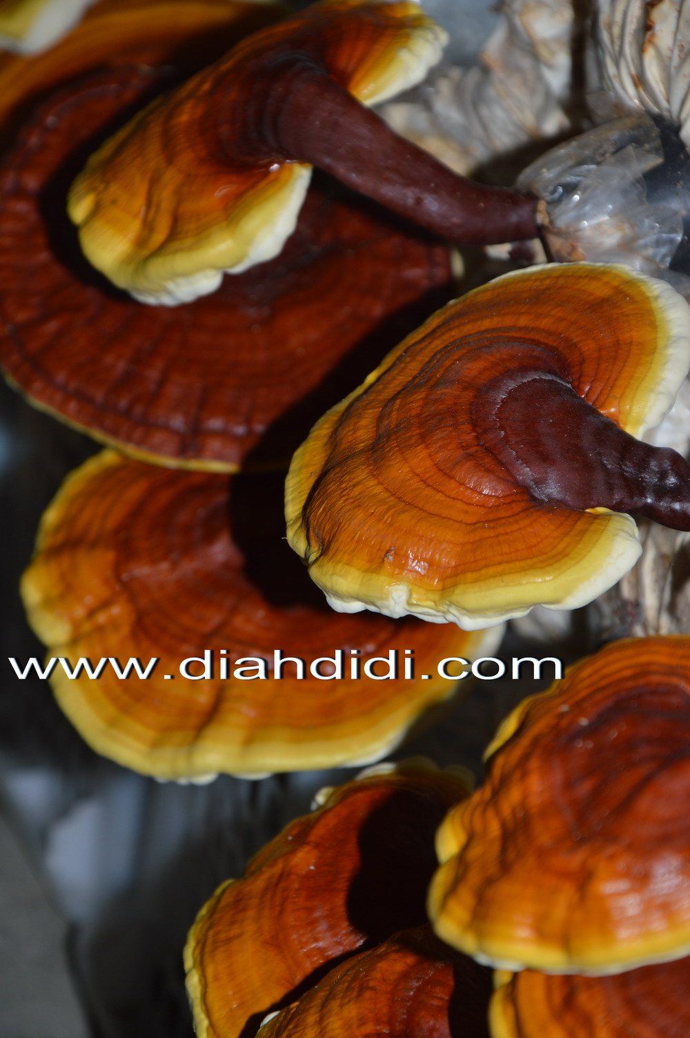 Diah Didi's Kitchen: Tak Pernah Bosan..Makan di Warung jejamuran..Jika ...