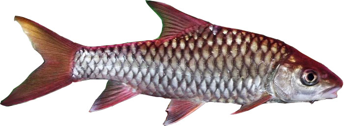 Mahseer..Super Fish! King of Fish!: Mahseer / Kelah