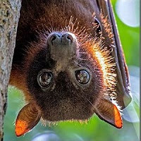 Bats Megabats Flying-foxes Fruit bats