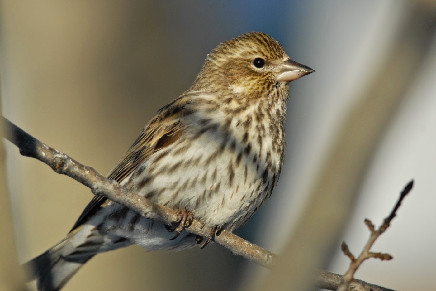 BC Rare Bird Alert: Cassin's Finch in Atlin!